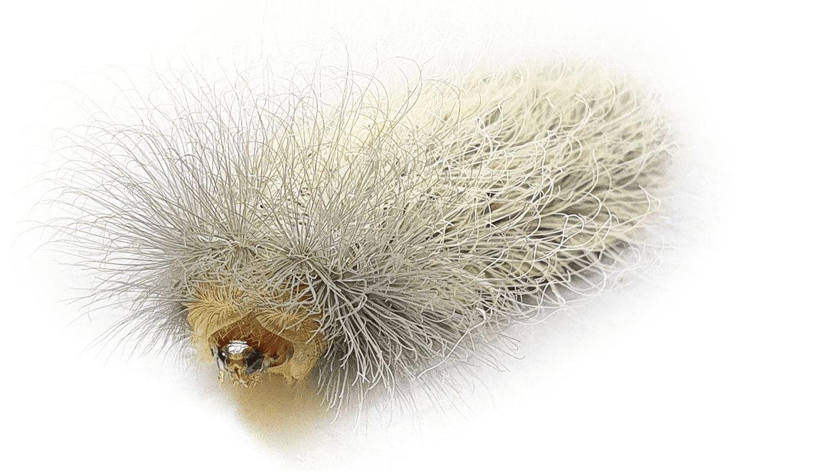 Asp Caterpillars Got Their Venom From Bacteria Genes | IFLScience