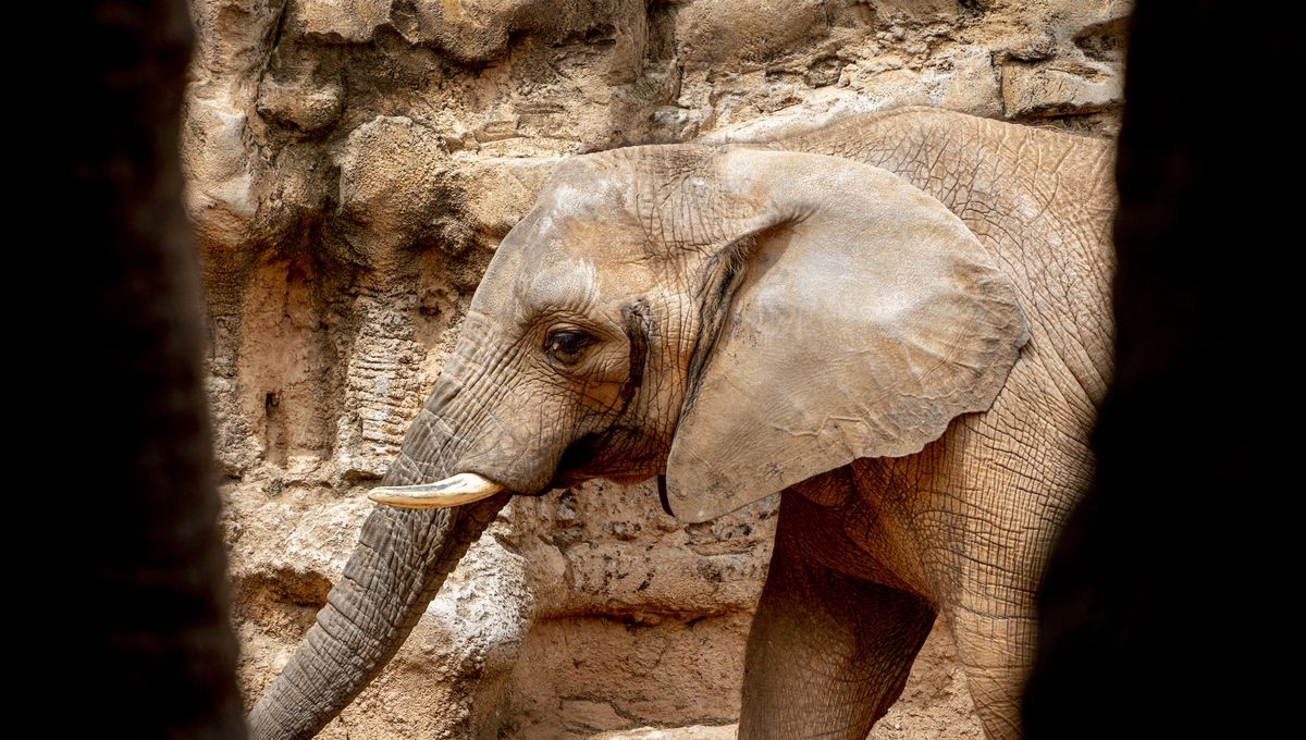 Kitum Cave Elephants Go Deep Into Caves To Mine At Night | IFLScience