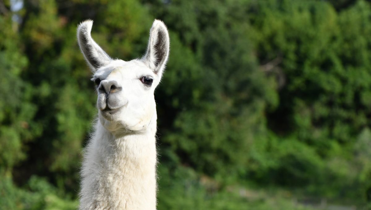Llamas Show Their Smarts By Learning Problem-Solving From Humans ...