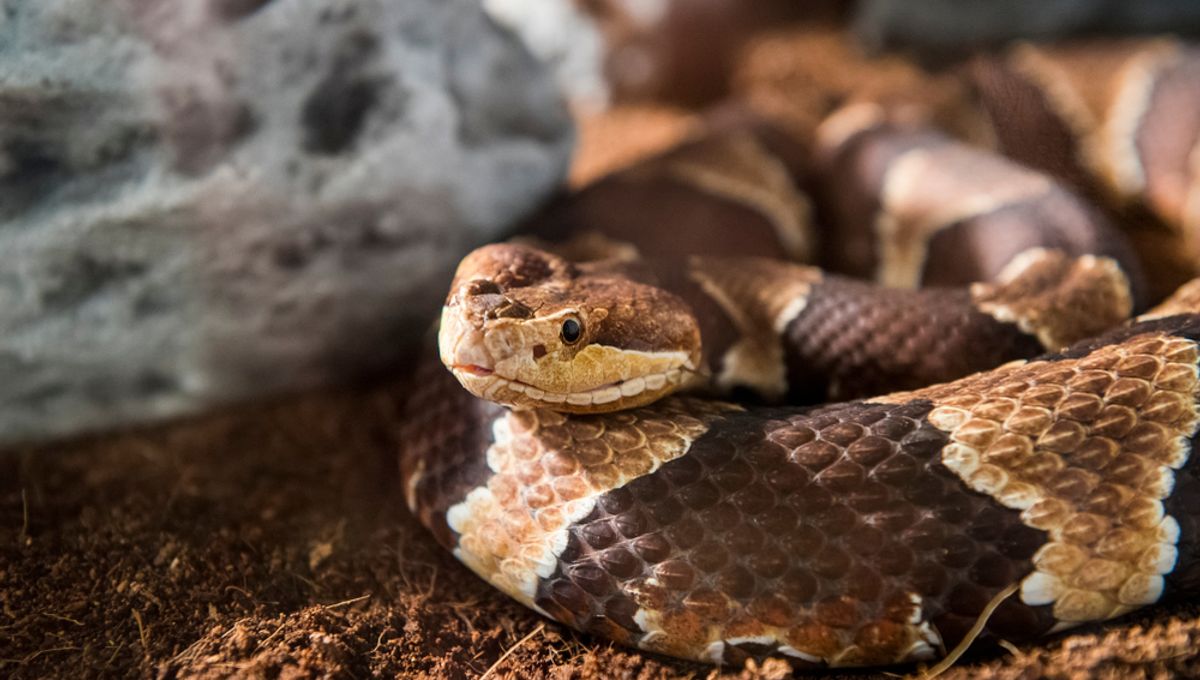 Why Your Chances Of Getting Bitten By A Venomous Snake Have Gone Up ...