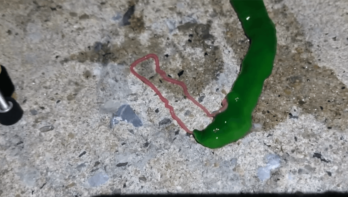 Green Slimy Creature Flummoxes Tourists In Taiwan | IFLScience