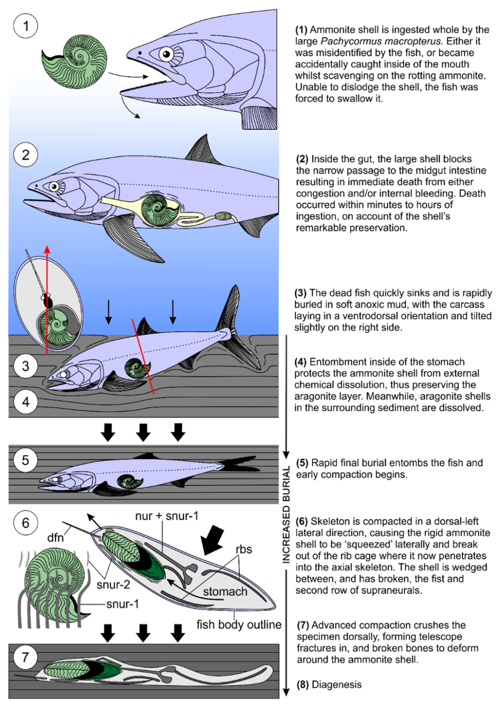 "Death By Ammonite" Shows Jurassic Fish's Fatal Last Meal 180 Million ...