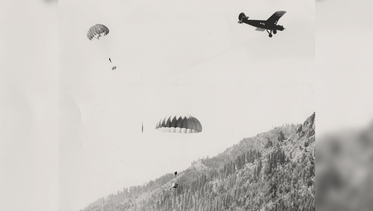 Parachuting Beavers Were A Surprisingly Successful Conservation ...