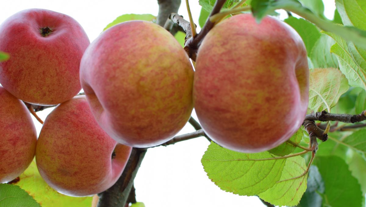 The World's Heaviest Fruit Is Something You Might Not Expect | IFLScience