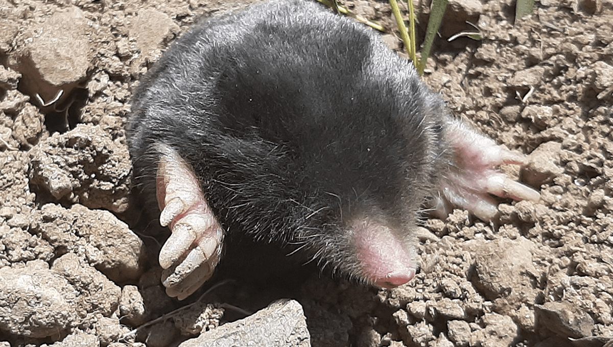 Two New Types Of Mole Could Have Been Living Undetected For 3 Million ...
