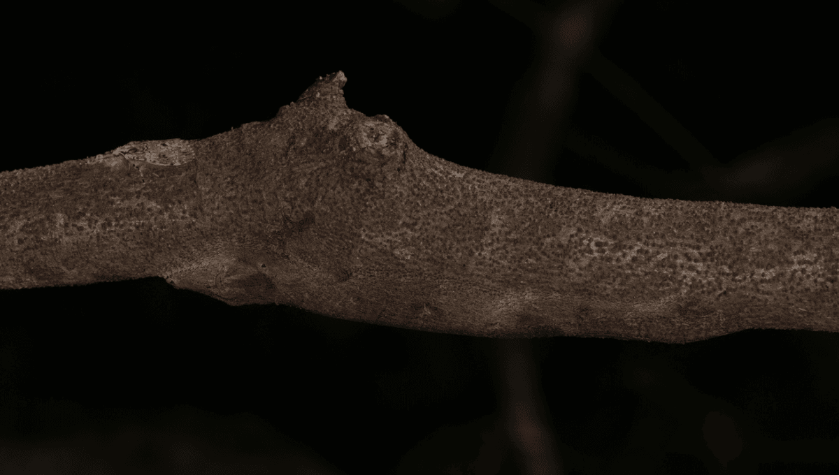 Can You Spot The New Gecko Species? Its Camouflage Is Absurdly Good ...