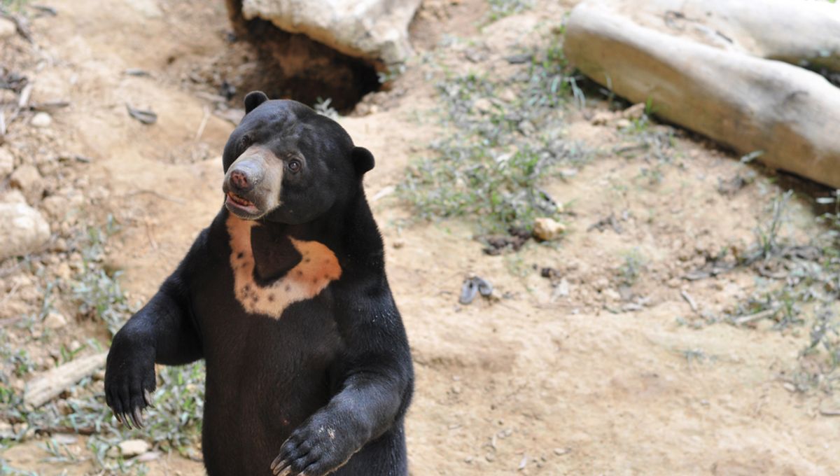 Malayan Sun Bear Cubs