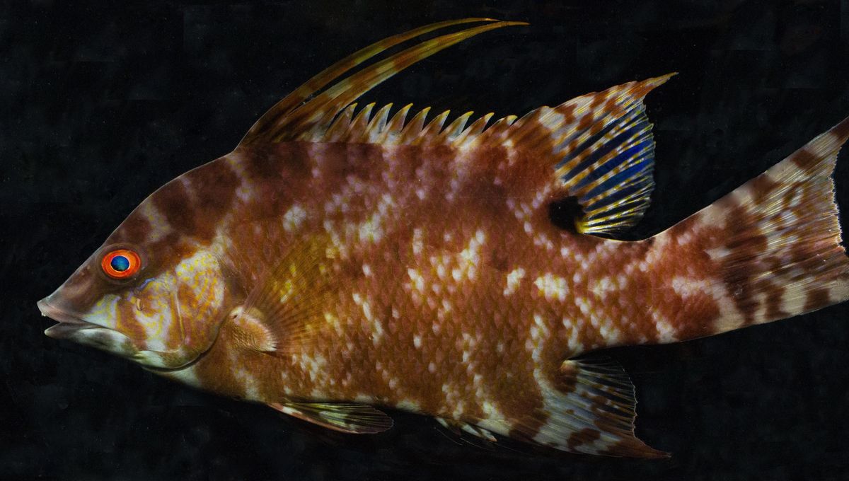 Hogfish Can Sense Light With Their Skin – Even When They're Dead ...