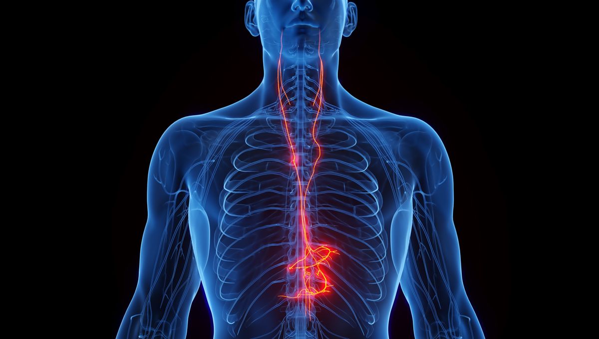 Why Is The Vagus Nerve So Important? | IFLScience