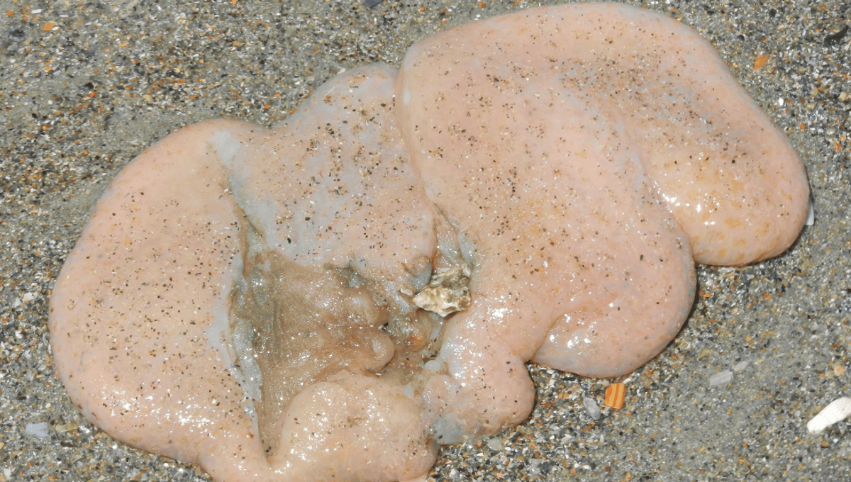 Found A Mysterious Blob On The Beach? You Could Be Looking At Sea Pork ...