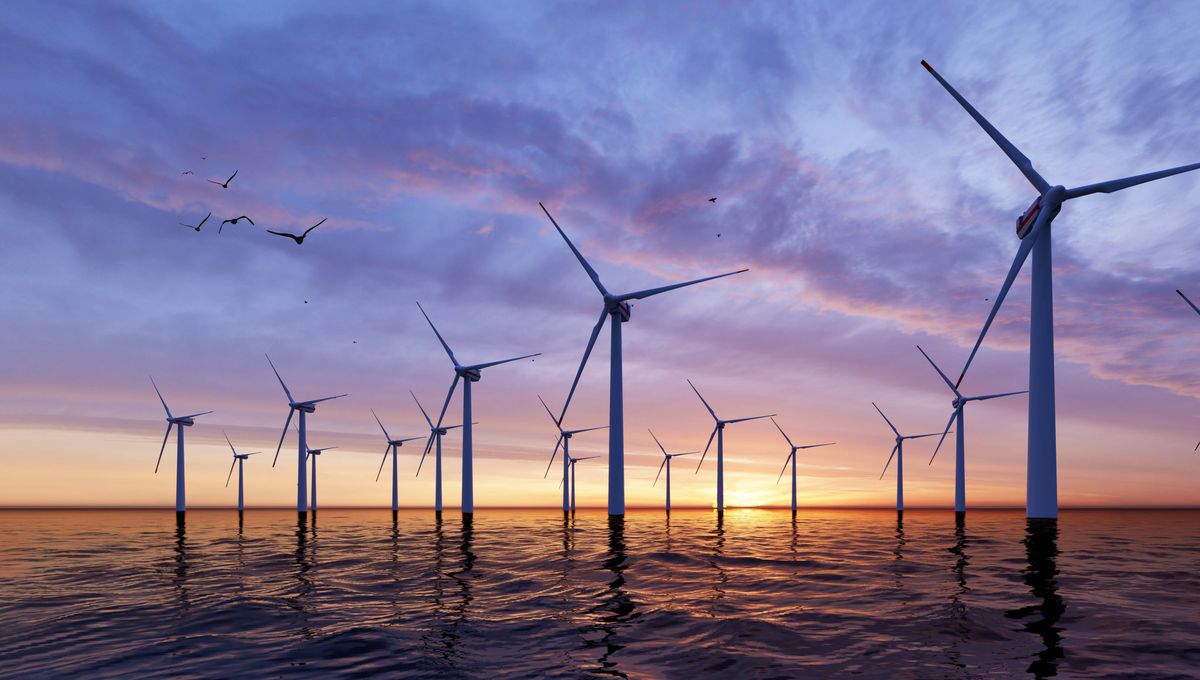 How Do Large Wind Farms Impact Sea Life? | IFLScience