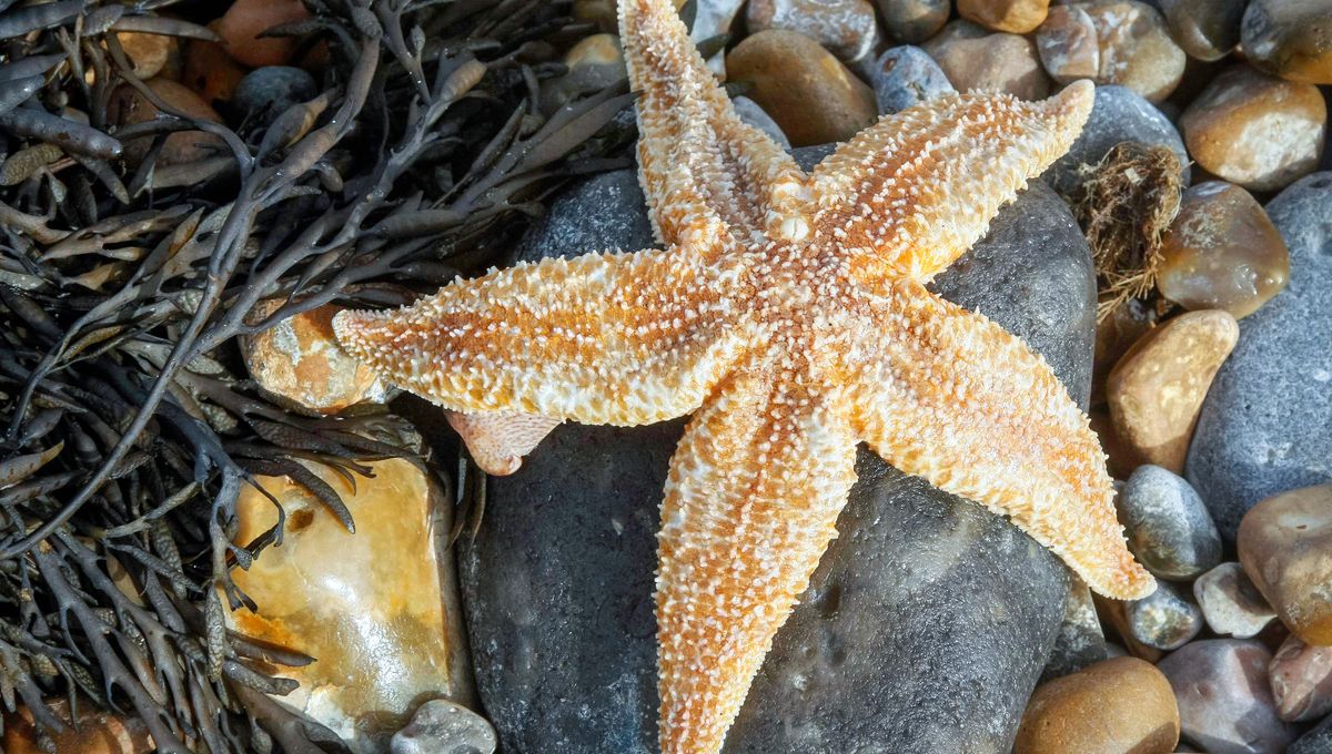 Two Different Sea Star Species Have Been Hybridizing In The North ...