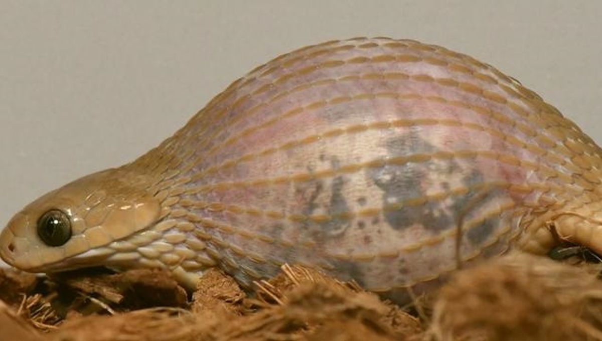 This Snake Swallows Food Five Times Larger Than Its Own Head | IFLScience