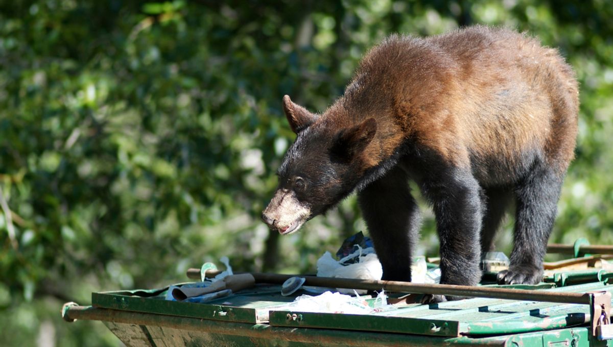 "Horrific Way To Die": Bear Euthanized Due To Human Trash Blocking ...