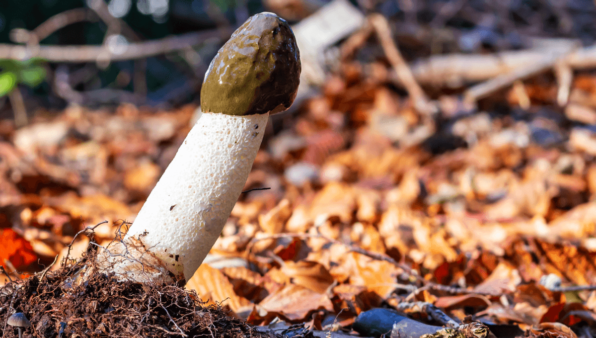 Phallic Mushroom Puts On A Show In Staggering Timelapse Video | IFLScience