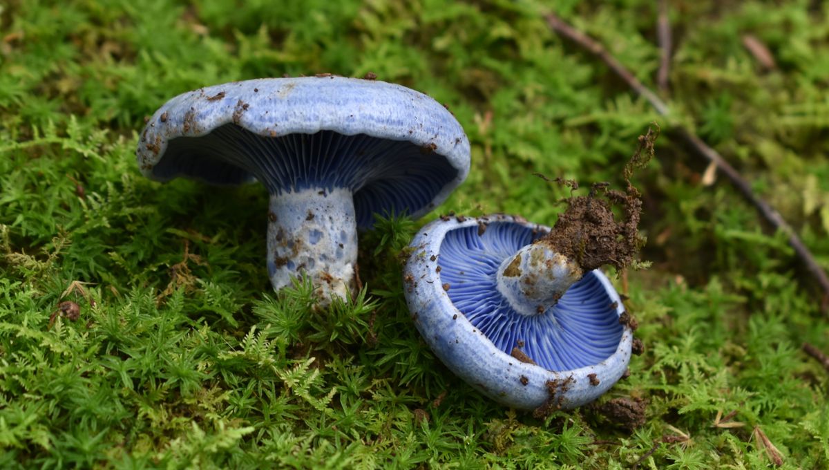 Blue Molecule's Bizarre Fluorescence Has Finally Been Explained ...