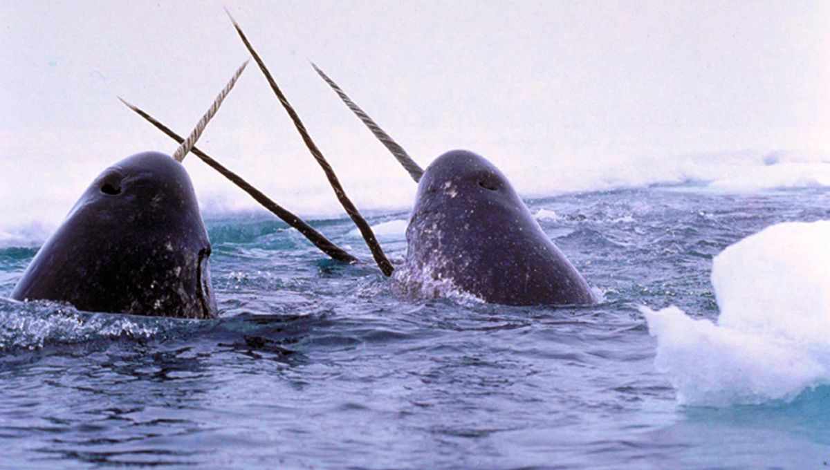 The Dark Reason Why You Never See Narwhals In An Aquarium | IFLScience