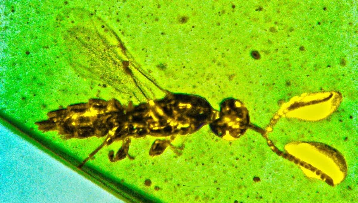 New Tiny Wasp Species With Mysterious Antennae Found In 100-Million ...