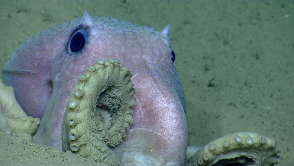Octopi, Octopodes Or Octopuses? What's The Correct Plural For Octopus? | IFLScience