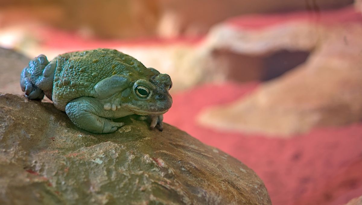 No One Knows How The Sonoran Desert Toad Produces Its Psychedelic Slime ...