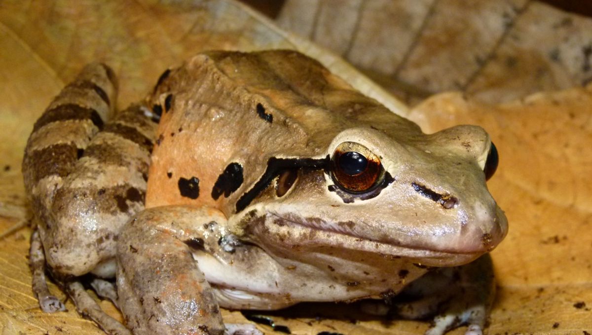 Only 21 Of These Enormous Chicken Frogs Remain Alive In The Wild ...