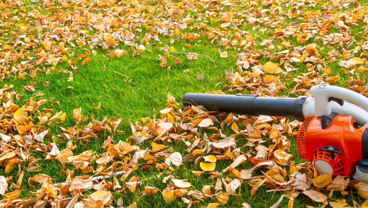 Why You Should Embrace The Leaves In Your Yard This Autumn | IFLScience