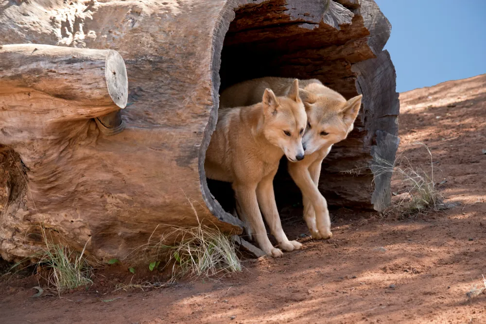 Dingo And Aboriginal People