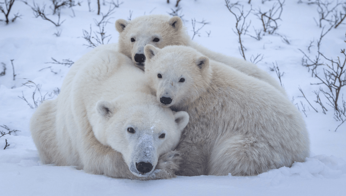 Polar Bear Milk Is Extremely Fatty With An Unusual Flavour | IFLScience