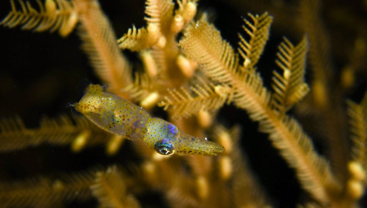 Two Super-Cute New Pygmy Squids Discovered Hiding In Japanese Coral ...