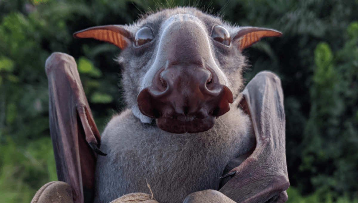 The Hammerhead Bat Is Real, But You Don't Need To Be Scared | IFLScience