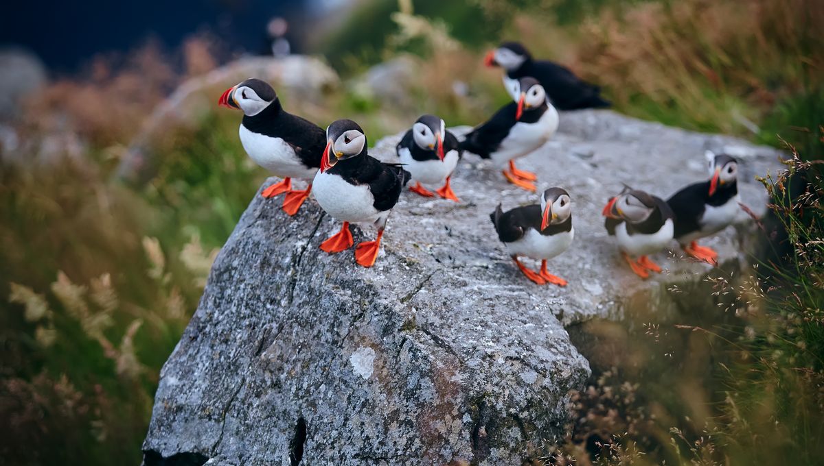 A Colony Of Puffin Hybrids May Have Been Created By Climate Change ...