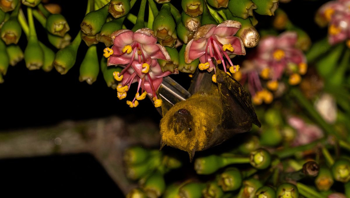 How Are Bats So Good At Dodging Cancer And Viruses? | IFLScience