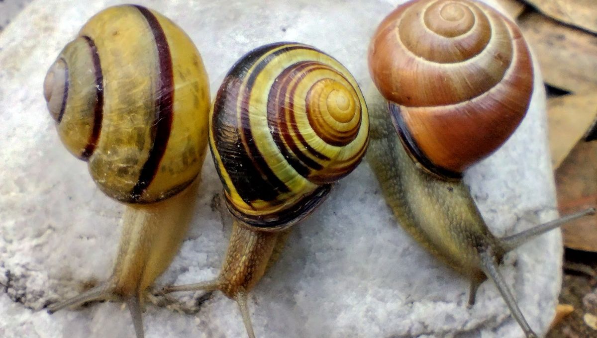 There’s A New Left-Coiling Snail In Town, And It’s Looking For Love ...