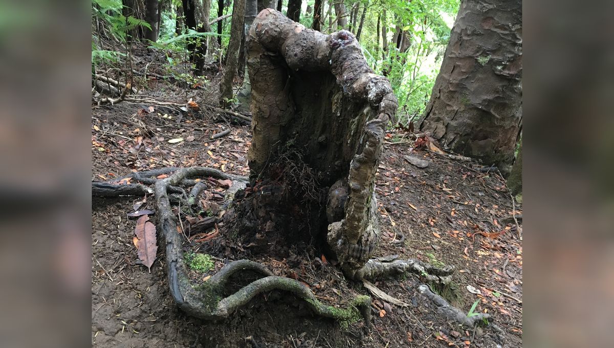 This Undead Kauri Tree Doesn't Abide By "Survival Of The Fittest ...