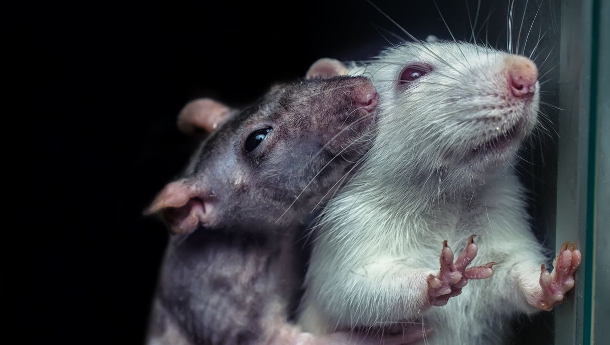 Rats Make Adorable Happy Squeaks When They’re With Their Buddies ...
