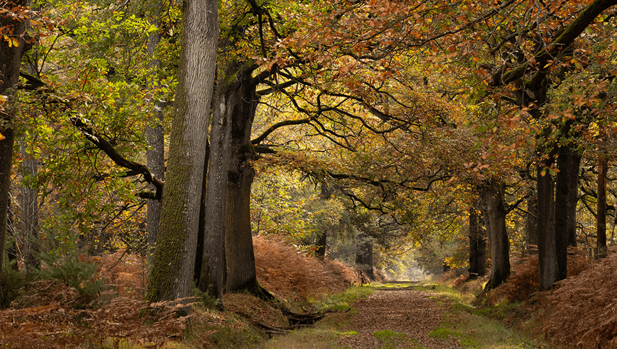 Trees Synchronize Their Masting And We Don't Really Know How | IFLScience