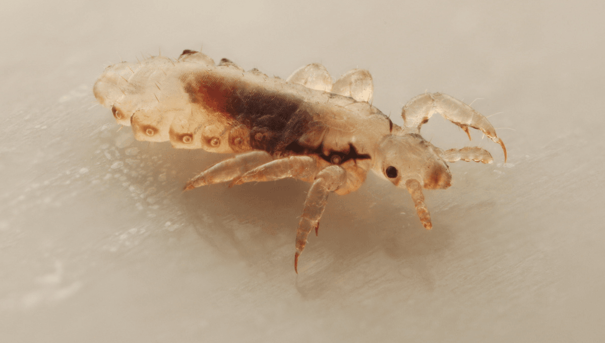Origins Of America's First People Reflected By Head Lice Evolution ...