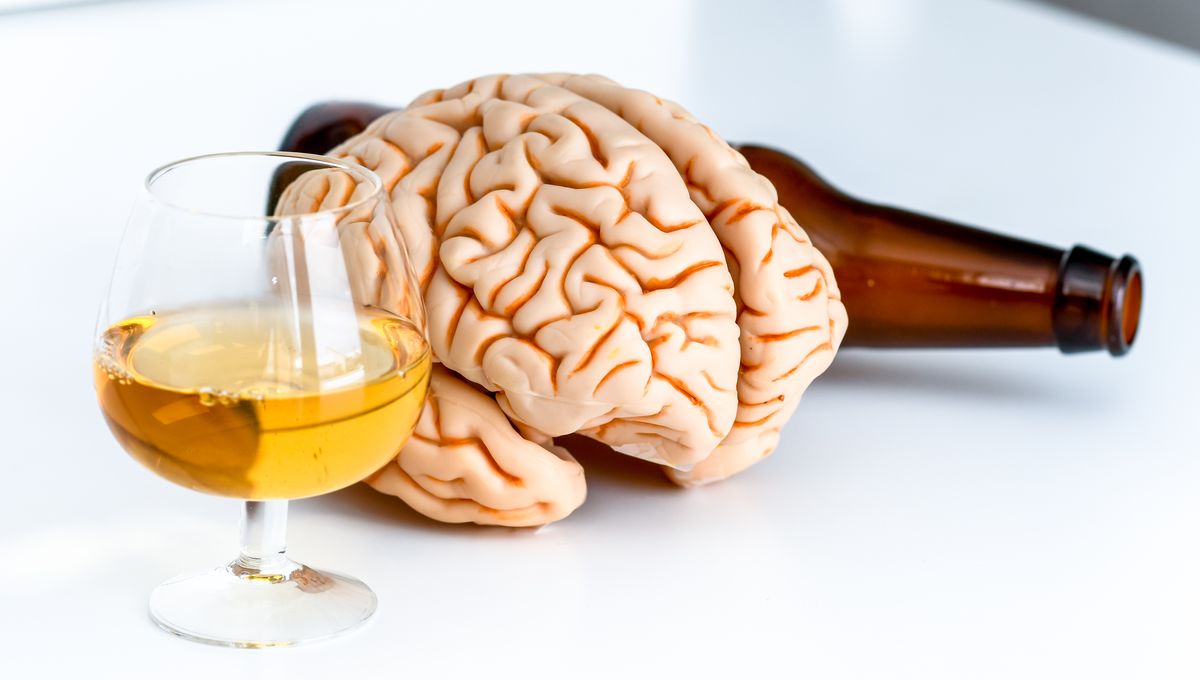 This Is How Long It Takes The Brain To Recover Following Alcohol Use ...