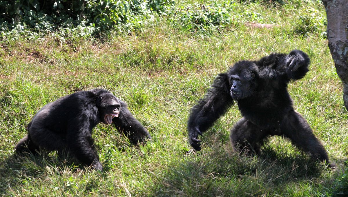 Chimpanzees Seen Using Human Warfare Tactics For The First Time ...