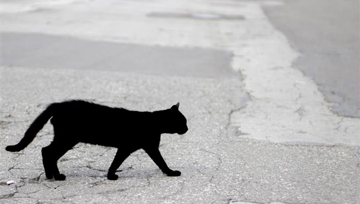 Do Animals Have Superstitions? | IFLScience