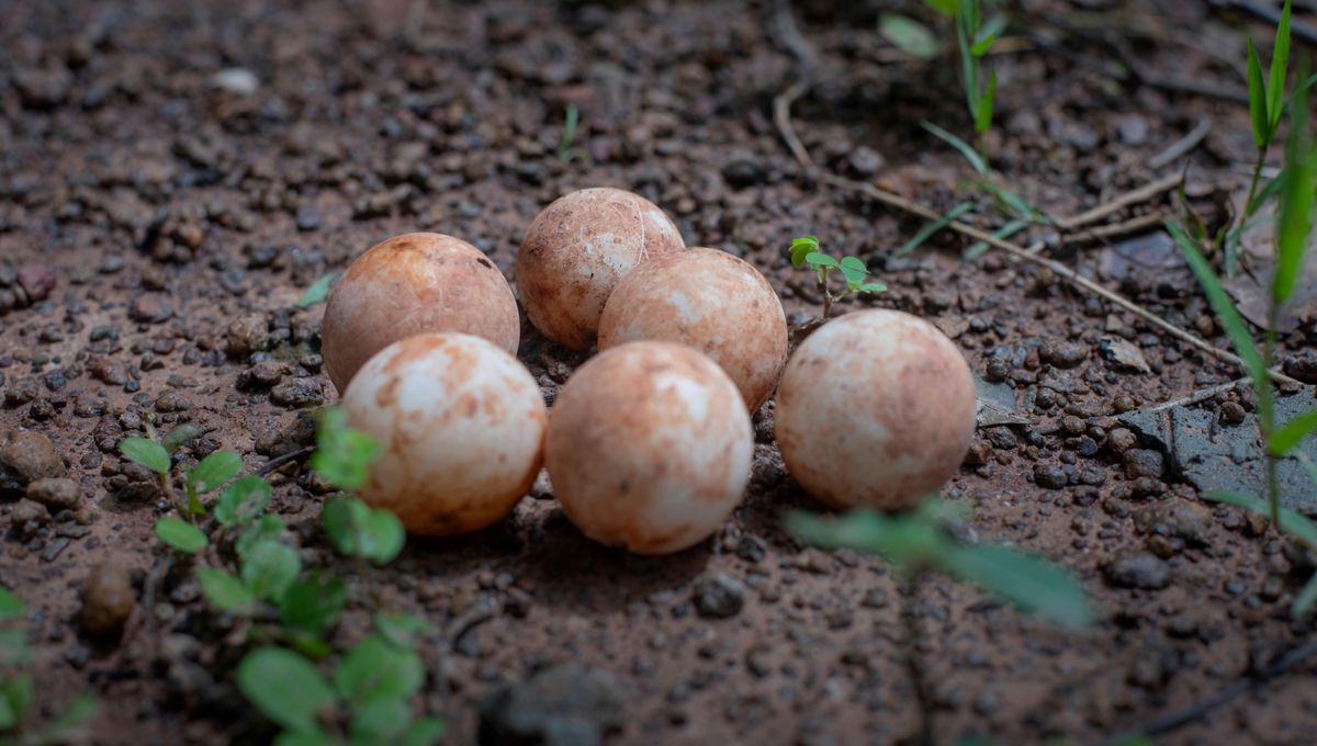 New Fossils Reveal Leathery Egg Shells In Early Jurassic Dinosaurs ...