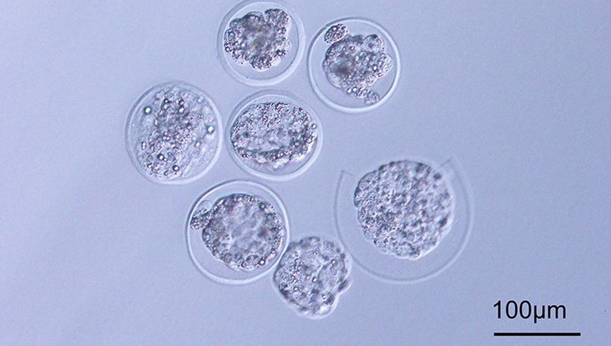The First Mammal Embryos Have Been Grown In Space | IFLScience
