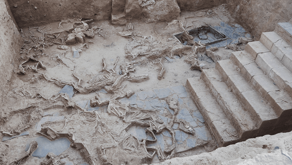 Thousands Of Bones From 52 Creatures Discovered In Ancient Animal ...