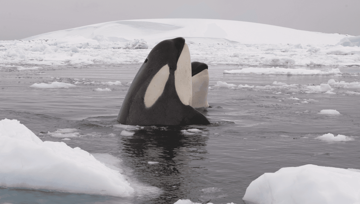 Orca Spa Video Becomes World-First Footage Of An Incredibly Rare ...