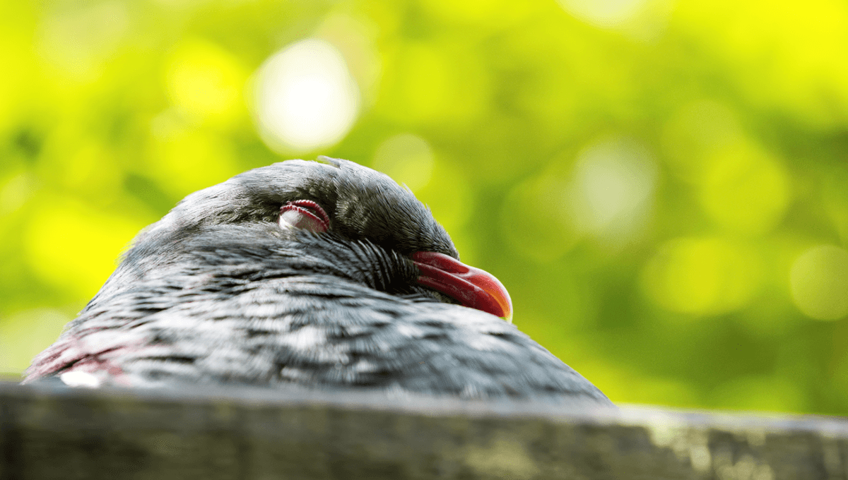 New Zealand's Drunkest Bird Is A Gloriously Fat Pigeon | IFLScience