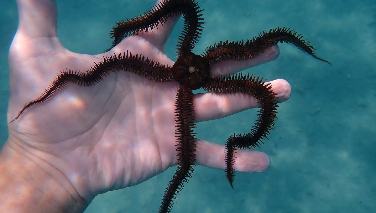 This Animal Has No Head Or Brain But Can Still Learn | IFLScience