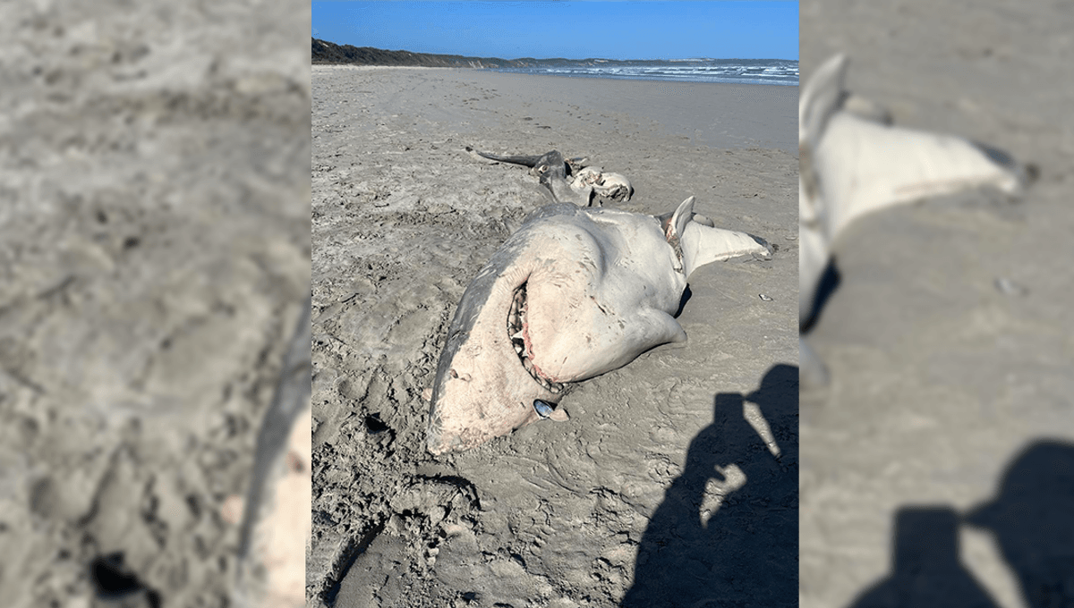 Dismembered Great White Shark Latest Victim Of Orca Attack, But This ...