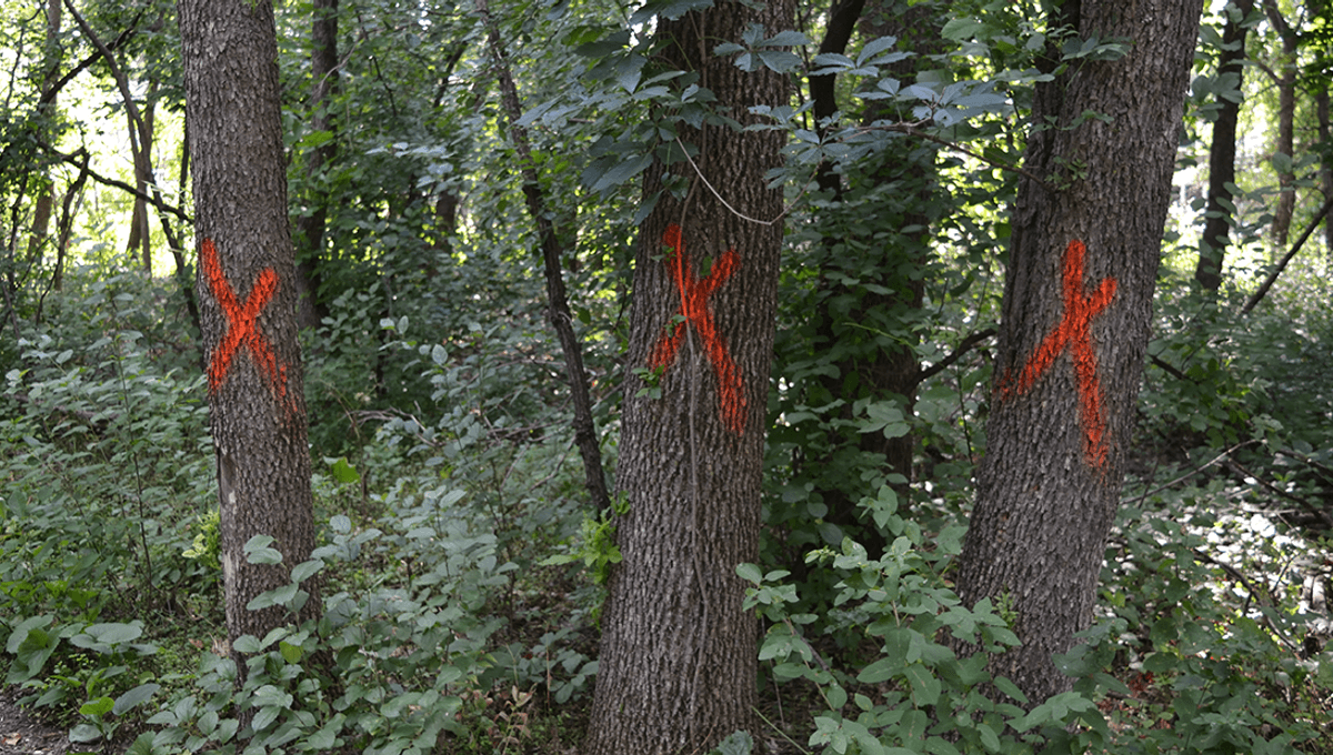 What Do The Markings You Sometimes See On Trees Mean? | IFLScience
