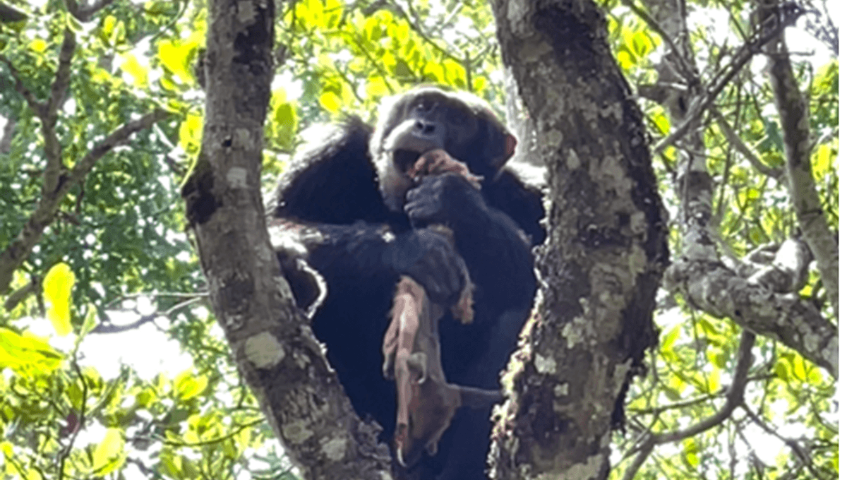Chimps Seen Snatching Eagle's Food In A Rare Scavenging Encounter ...