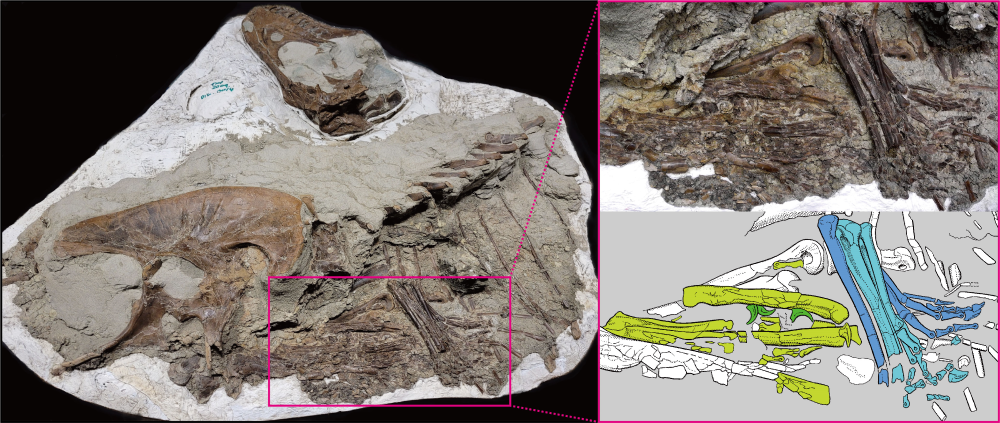 75-Million-Year-Old Fossil Is First-Ever Tyrannosaur Found With Stomach ...